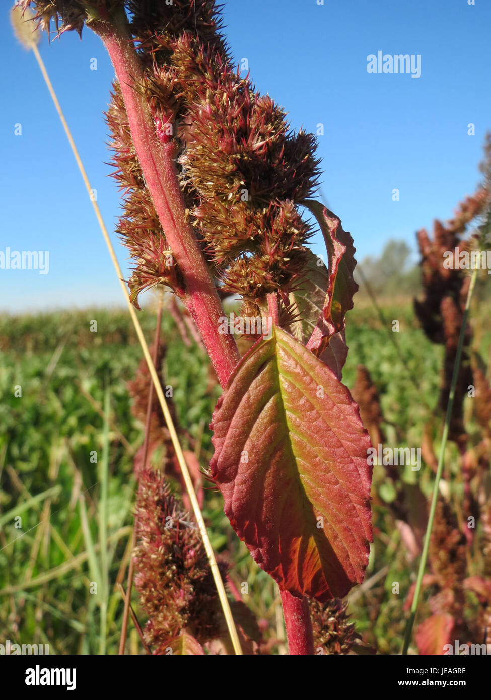 The image depicts the Amaranthus retroflexus plant, also known as ...