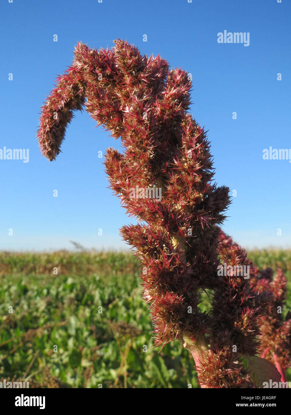 Amaranthus retroflexus, commonly known as redroot pigweed, is a fast ...