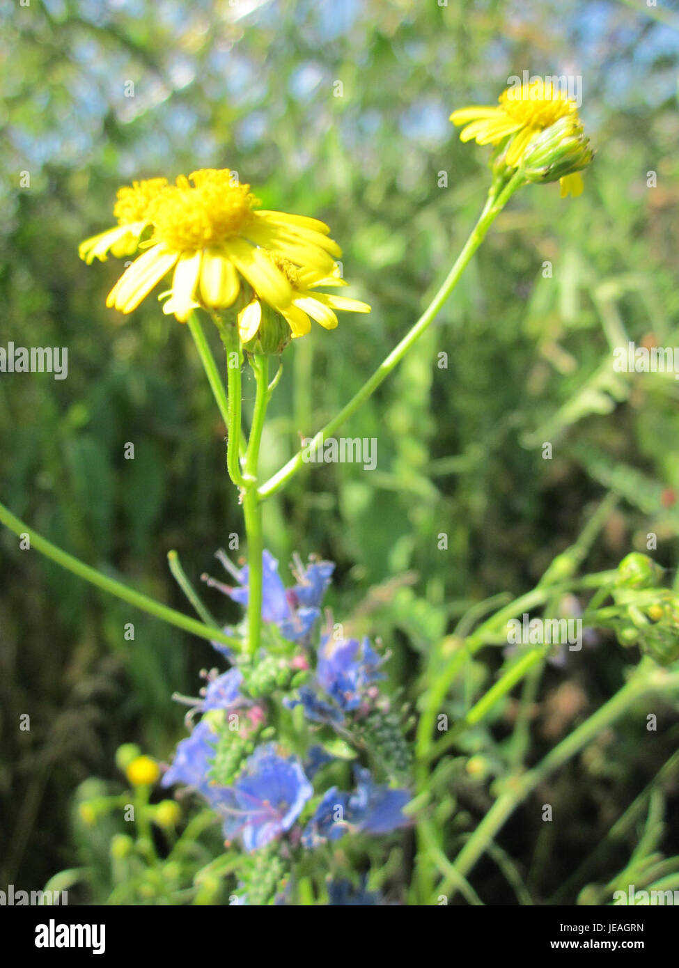 Plants echium hi-res stock photography and images - Alamy