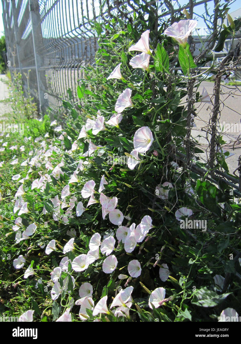 Ackerwinde, or bindweed, is a climbing plant that thrives in ...