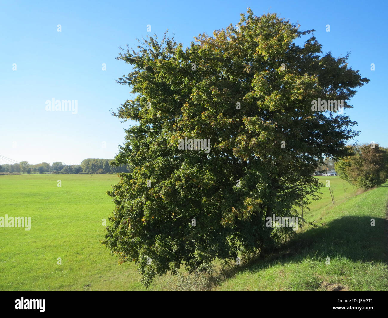 Small to medium sized deciduous tree hi-res stock photography and ...