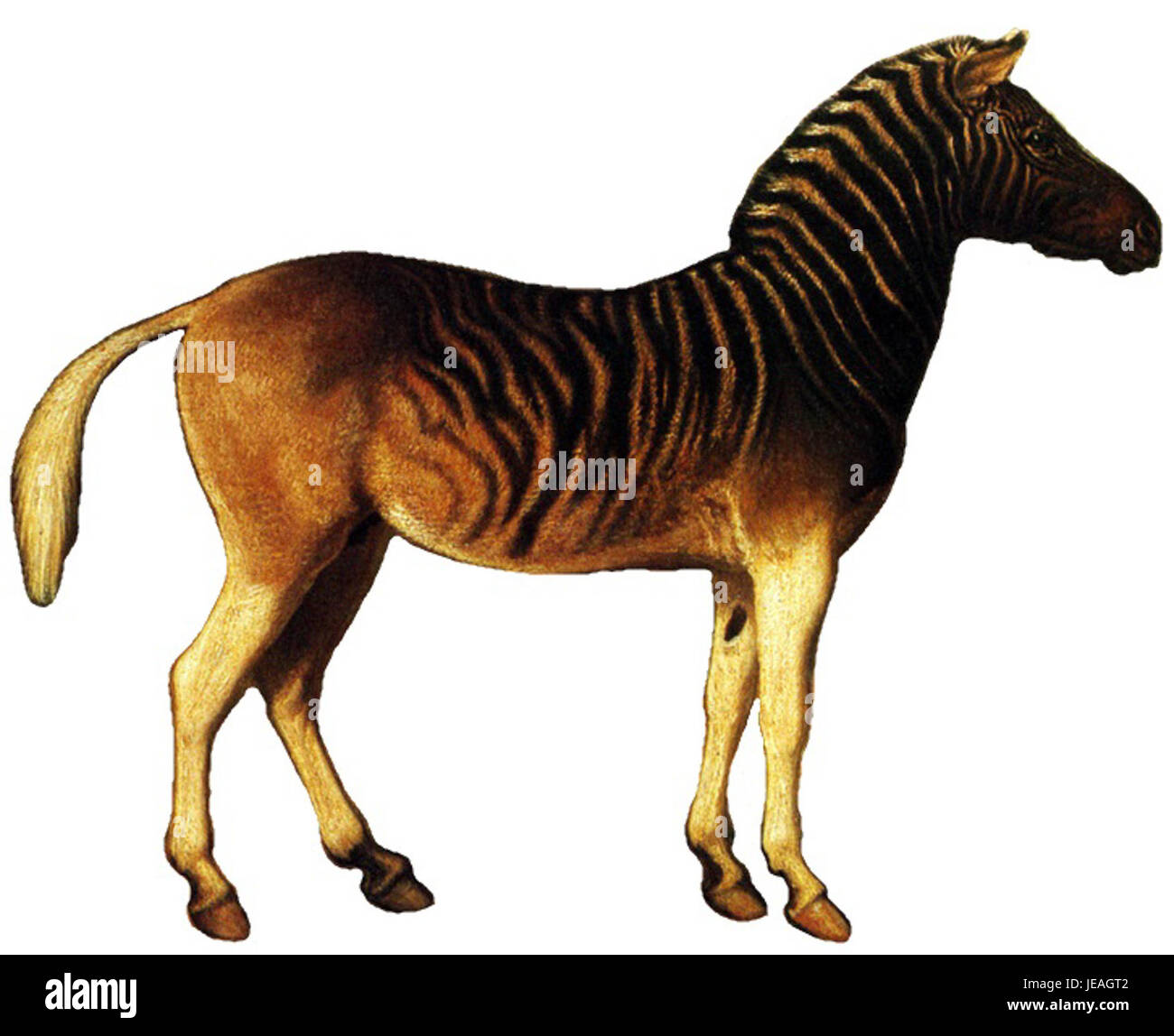 The image features a depiction of the extinct quagga, an animal that ...
