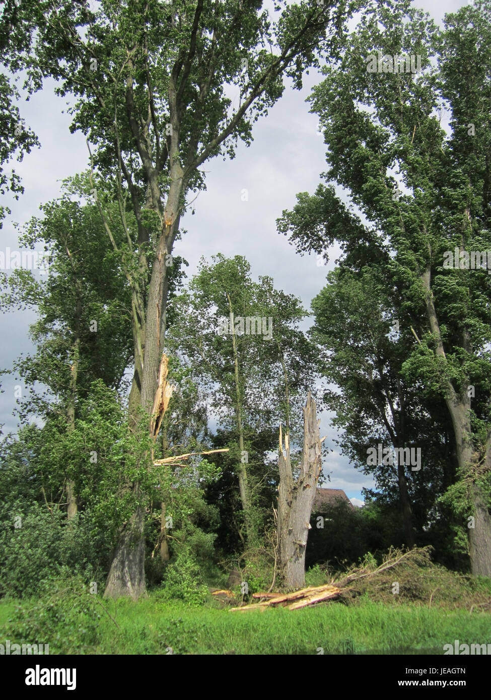 Photograph showing the aftermath of a storm in Krauchbach. The image ...