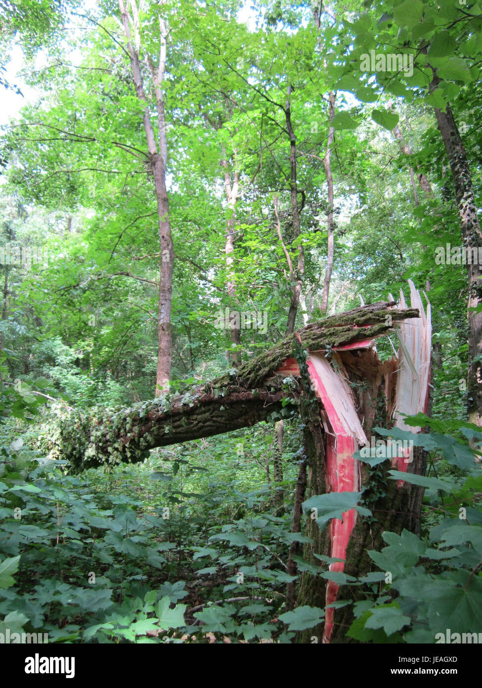Fallen trees in storm damage hi-res stock photography and images - Alamy