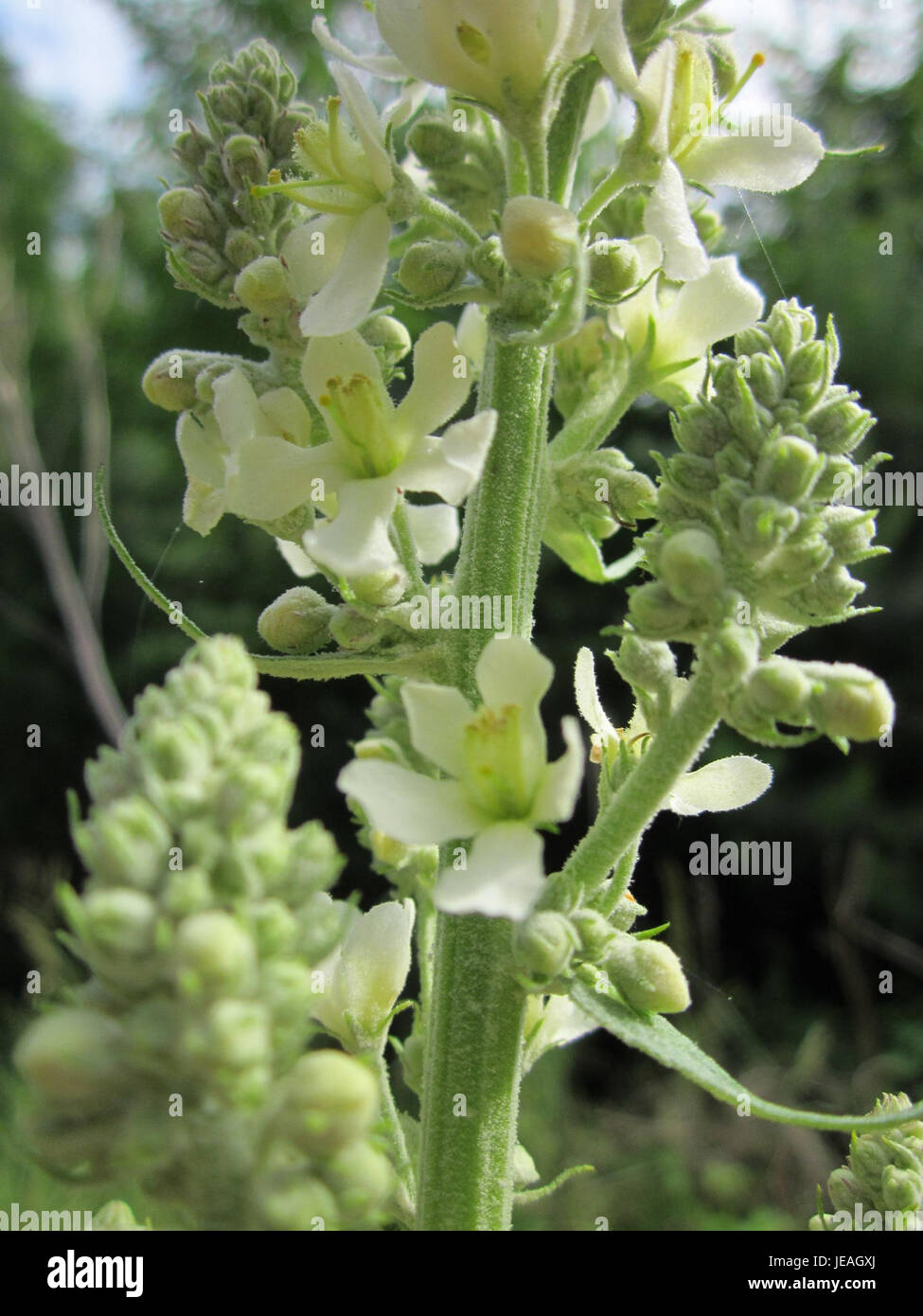 Medicinal plant great mullein hi-res stock photography and images - Alamy