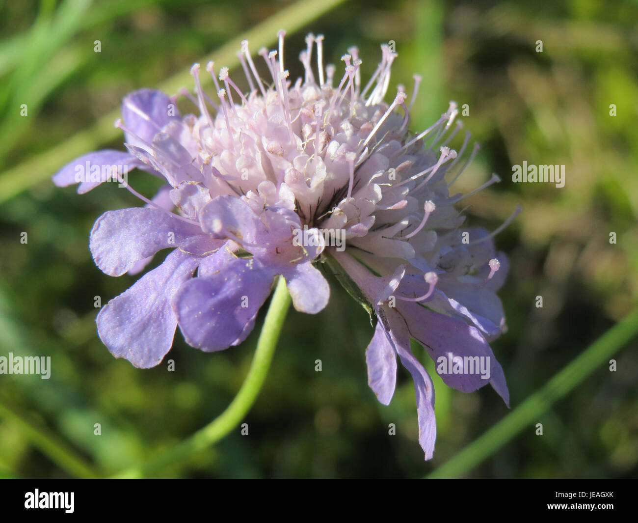 Scabiosa columbaria, commonly known as the small scabious, is a ...