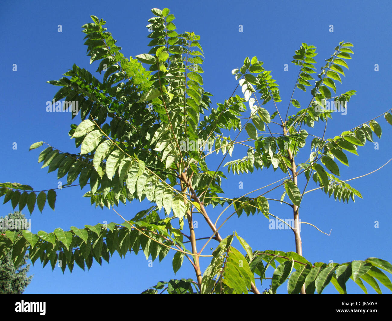 A photo of Ailanthus altissima, commonly known as Tree of Heaven ...