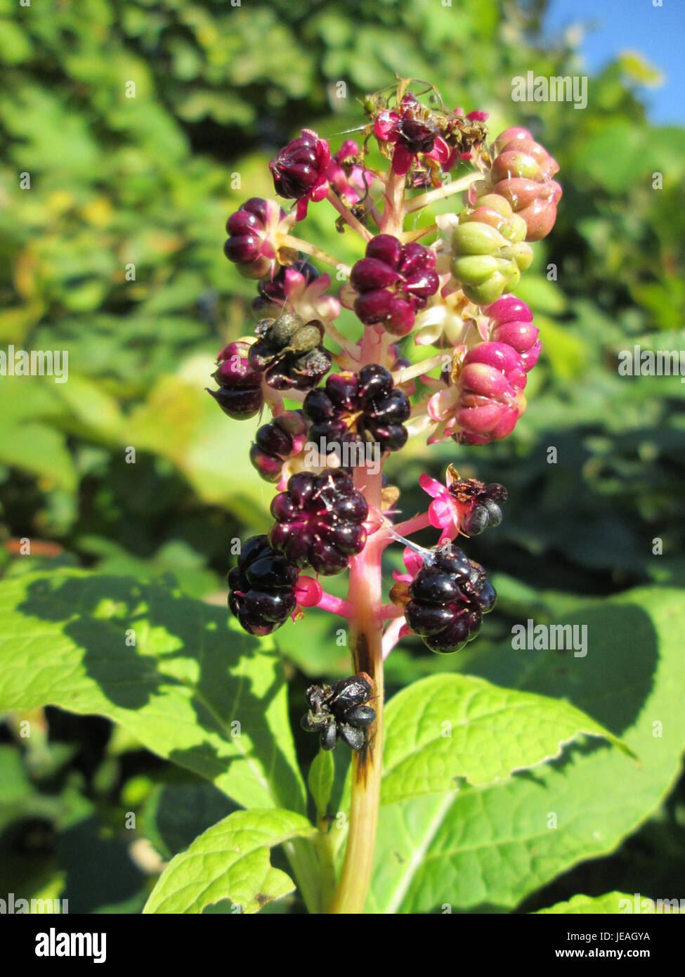 Phytolacca americana commonly known hi-res stock photography and images - Alamy