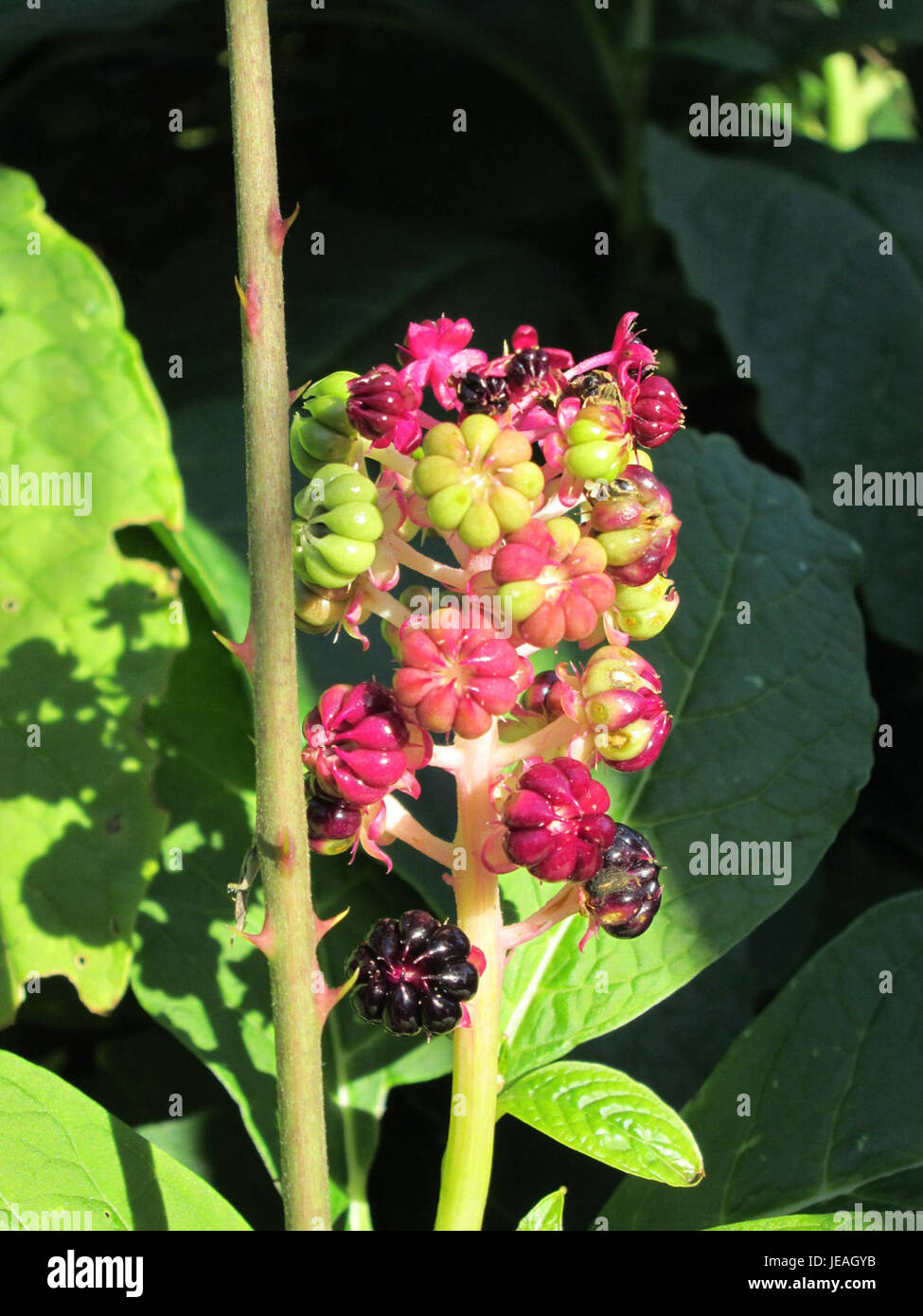 Phytolacca americana, also known as American pokeweed, is a perennial ...