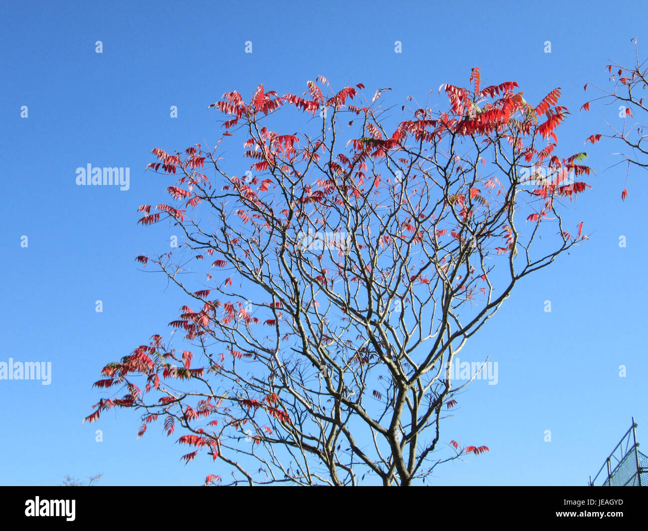 A photograph of Rhus typhina, also known as staghorn sumac, showcasing ...