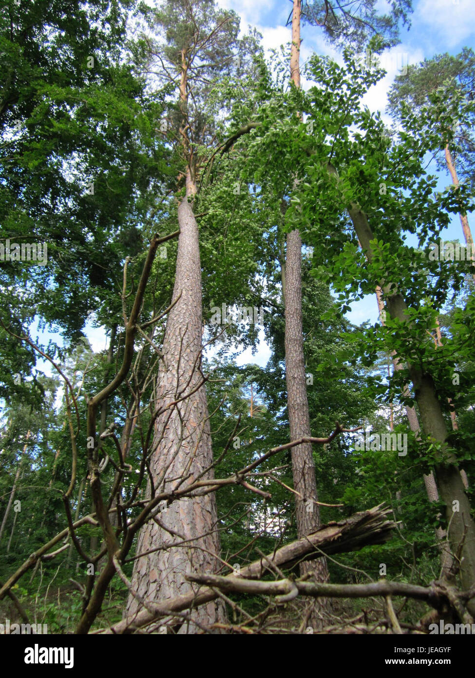 A photograph depicting storm damage in the Schwetzinger Hardt forest in ...