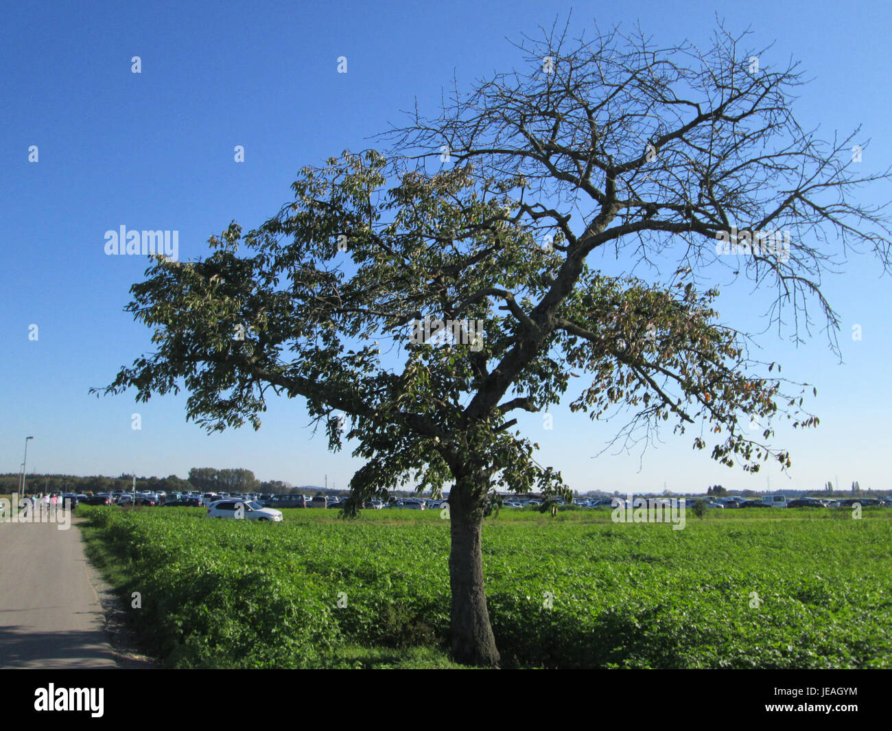 Juglans regia, commonly known as the English walnut tree, is a ...