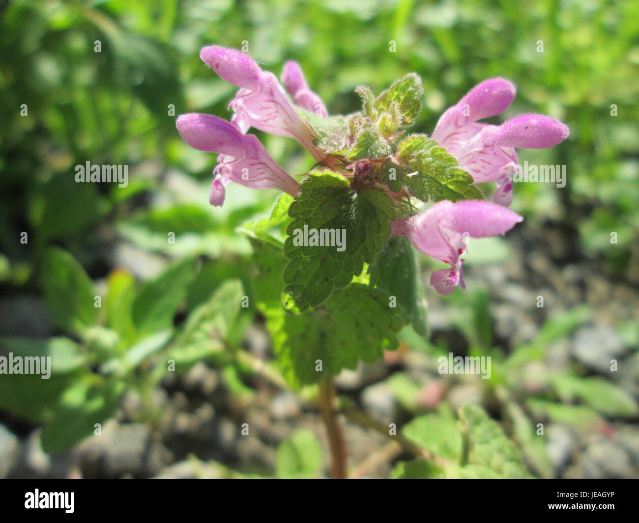 Lamium purpureum blooming in hi-res stock photography and images - Alamy
