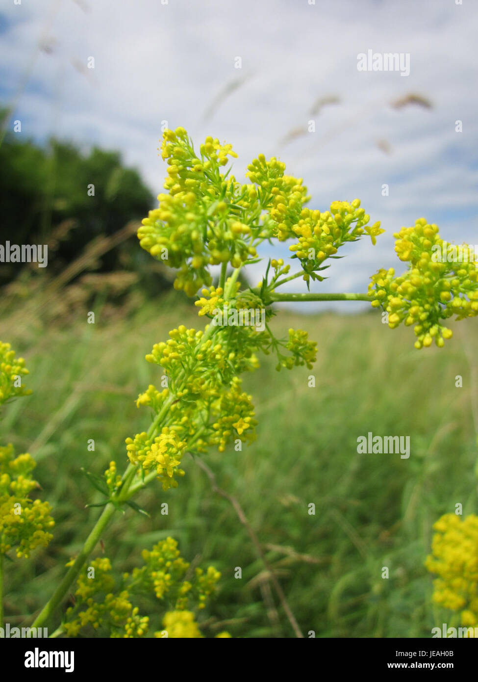 This image shows *Labkraut*, also known as *Galium*, observed in ...