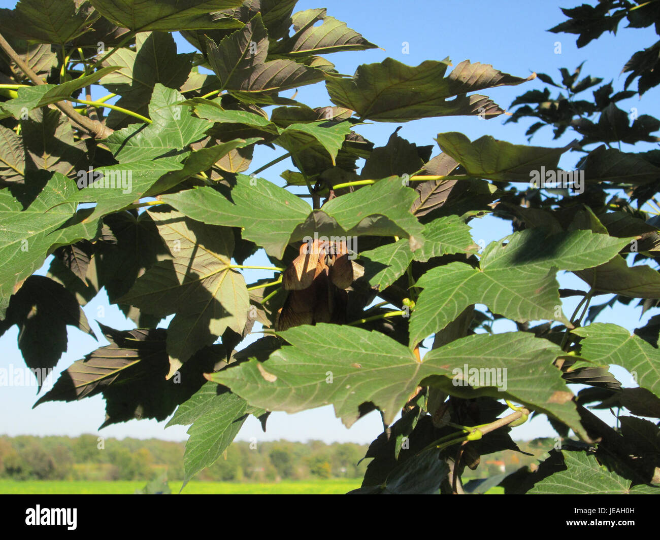 Acer pseudoplatanus, known as the sycamore maple, is a broadleaf tree ...