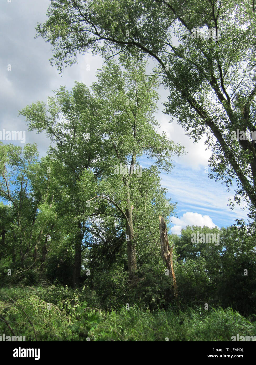 This image depicts a row of *Populus* trees, commonly known as poplars ...