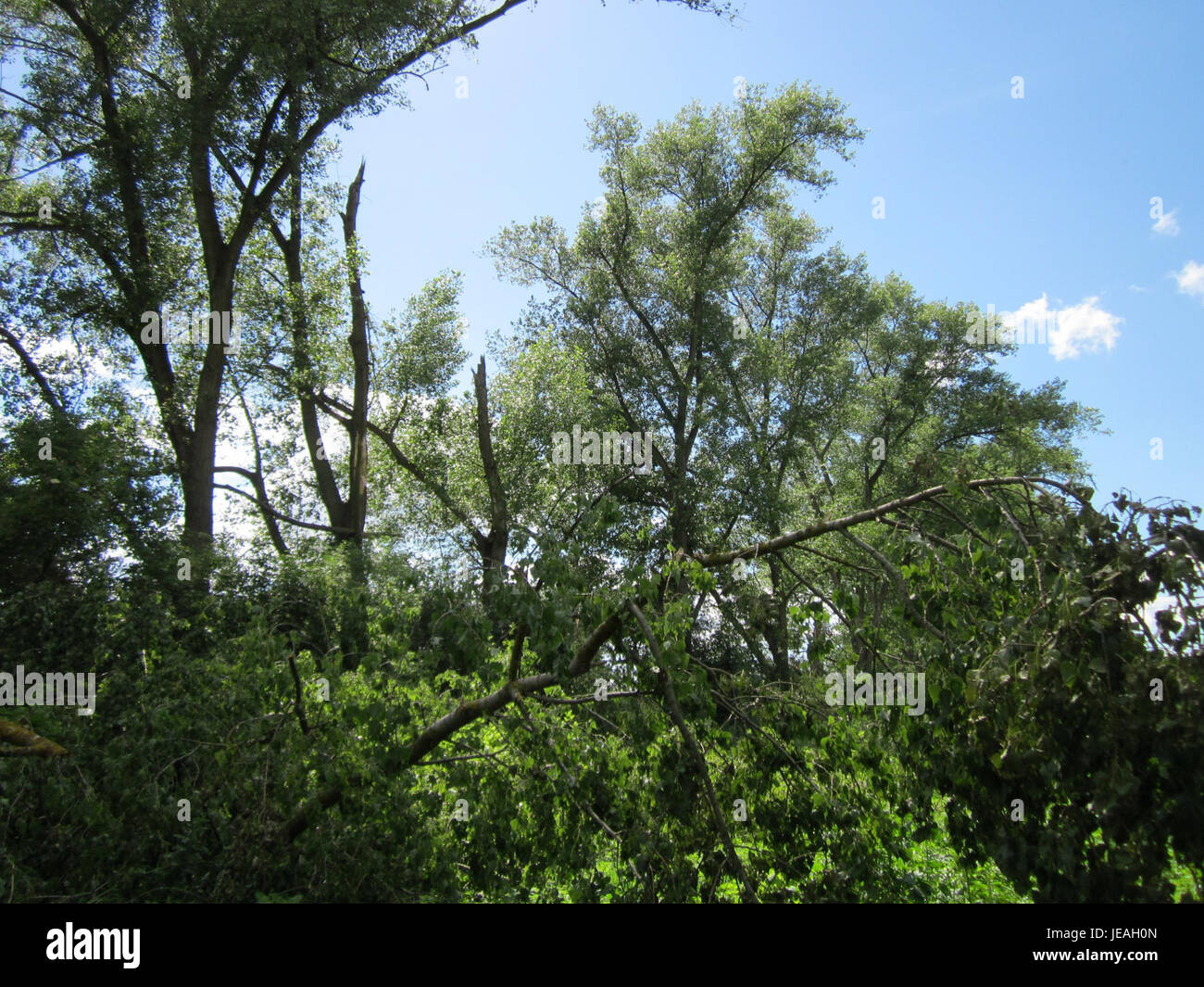 Photograph of Pappeln, or poplar trees, captured in Wagbach on June 23 ...