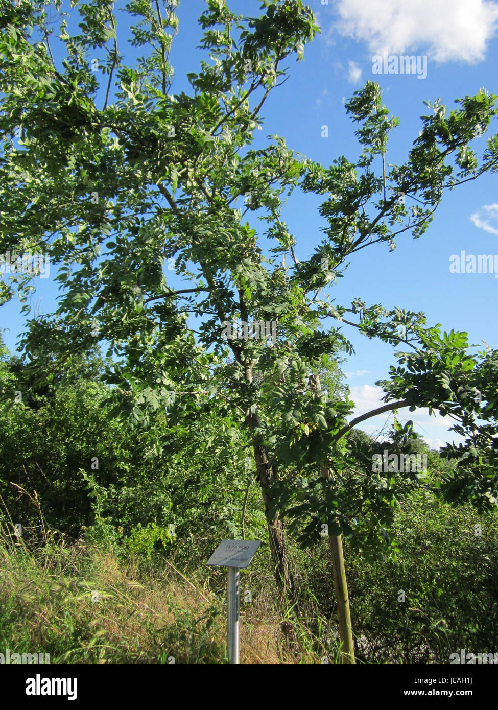The image shows the Speierling tree, also known as the wild service ...
