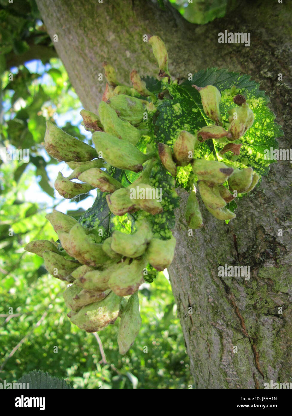 Ash tree characteristics hi-res stock photography and images - Alamy