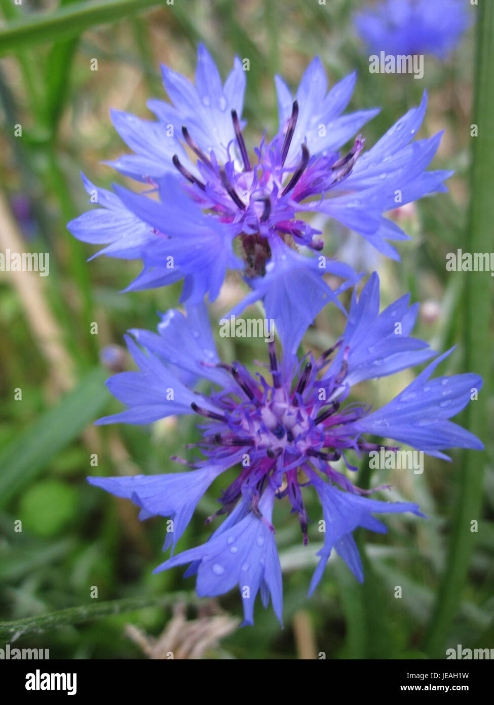 A vibrant photograph capturing the beauty of a cornflower in full bloom ...