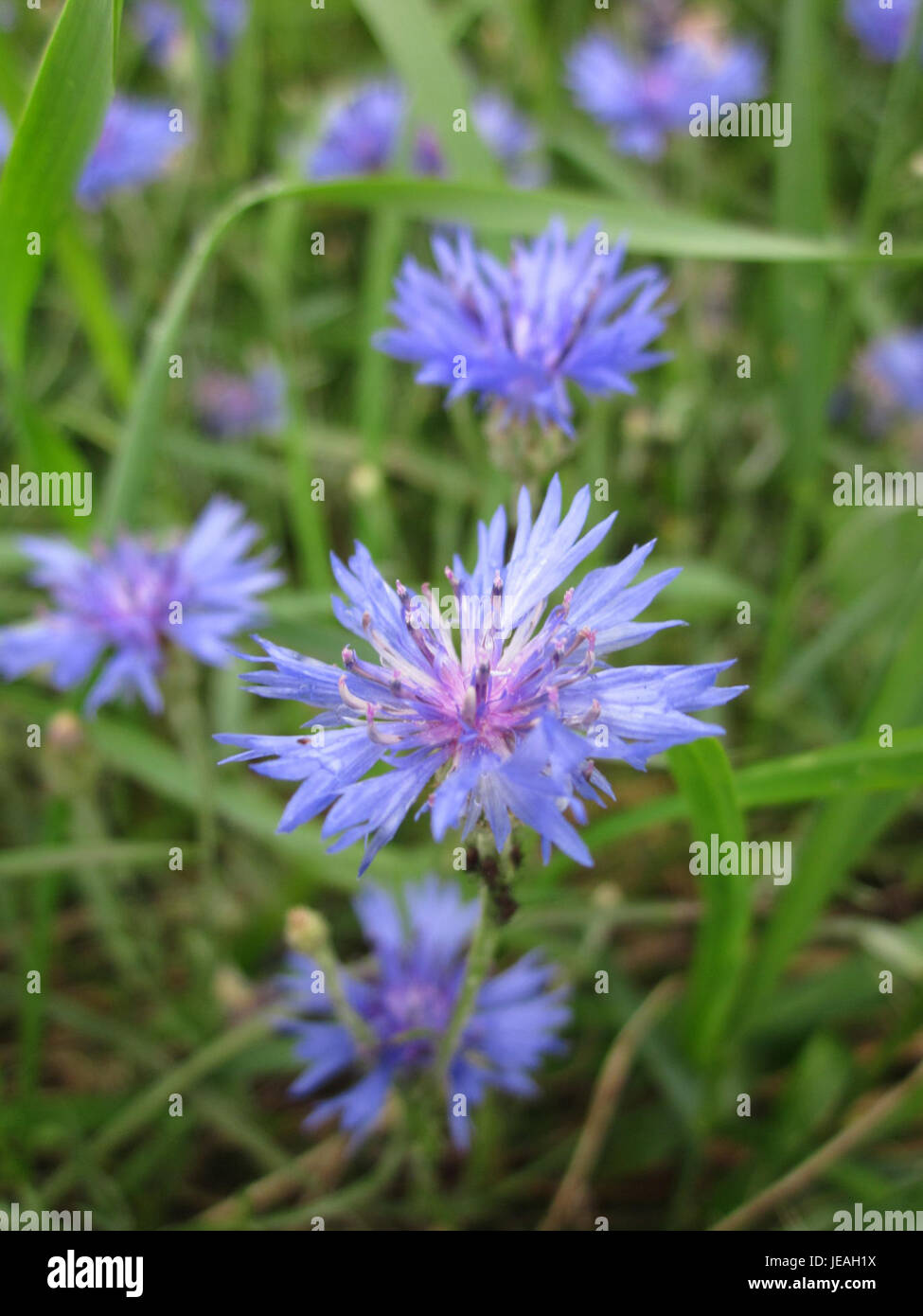 Cornflower identification hi-res stock photography and images - Alamy
