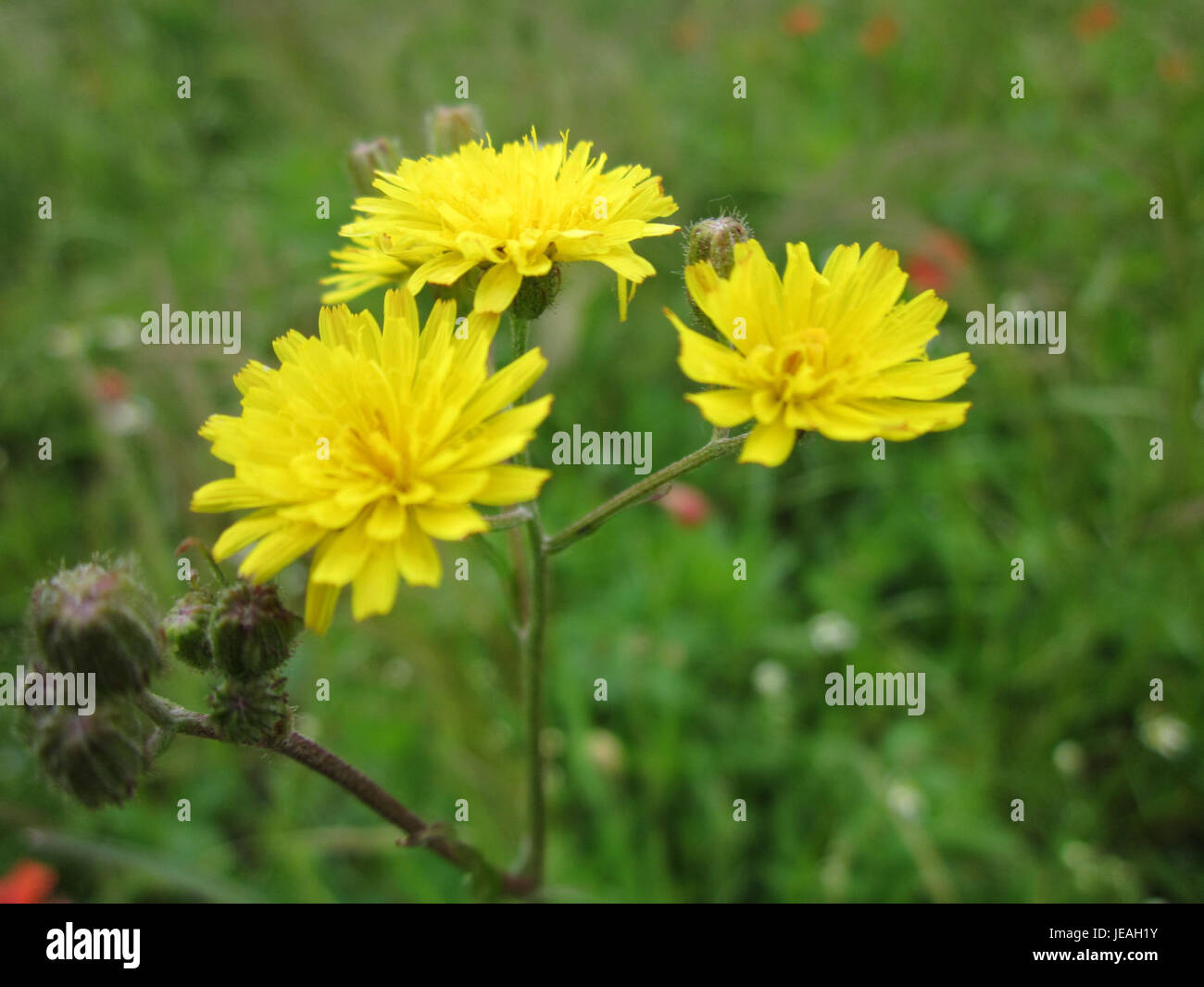 Hypochaeris radicata, commonly known as flatweed, is a perennial ...
