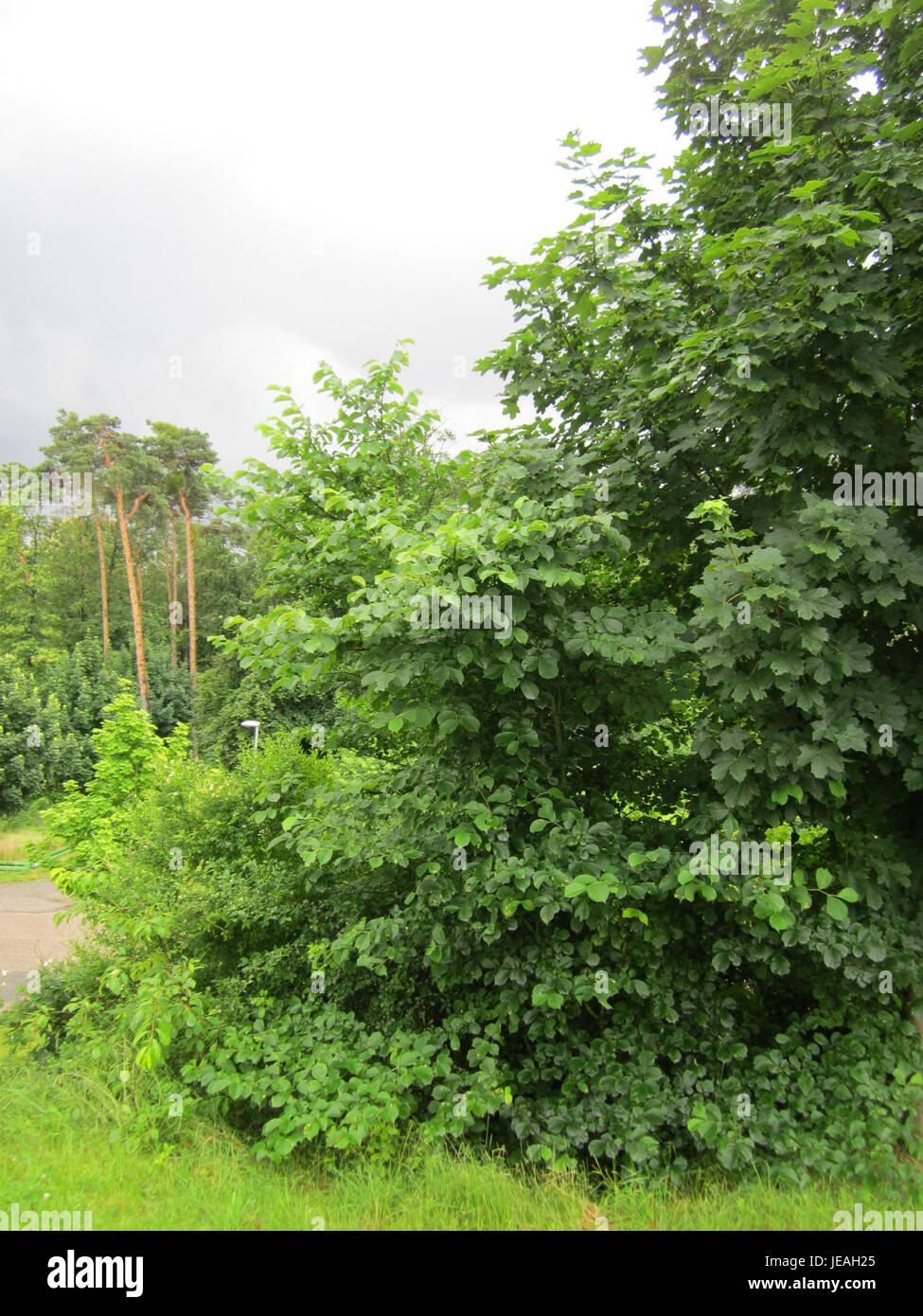 Ulme, or elm tree, is a prominent species in the Schwetzinger Hardt ...