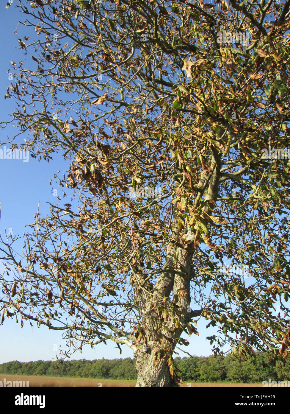 The Juglans regia, or English walnut tree, is a species of walnut ...
