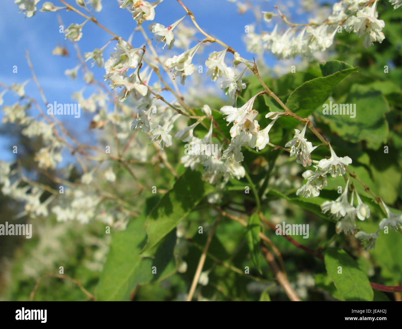 This photograph shows the plant *Fallopia baldschuanica*, commonly ...