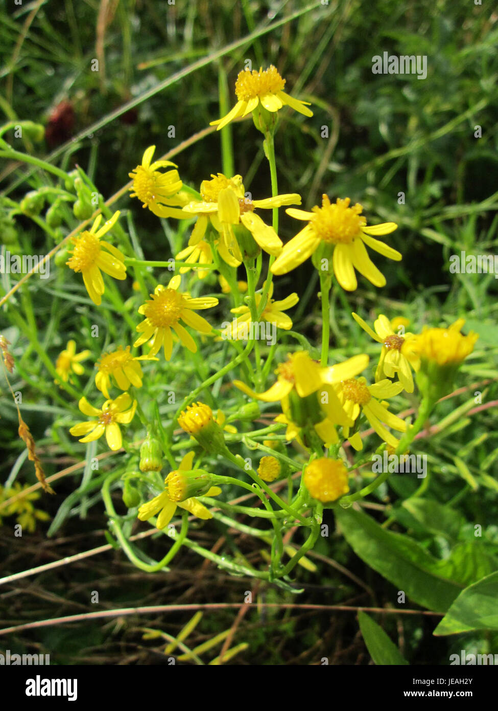 A photograph of Greiskraut (ragwort) in the Schwetzinger Hardt, a ...
