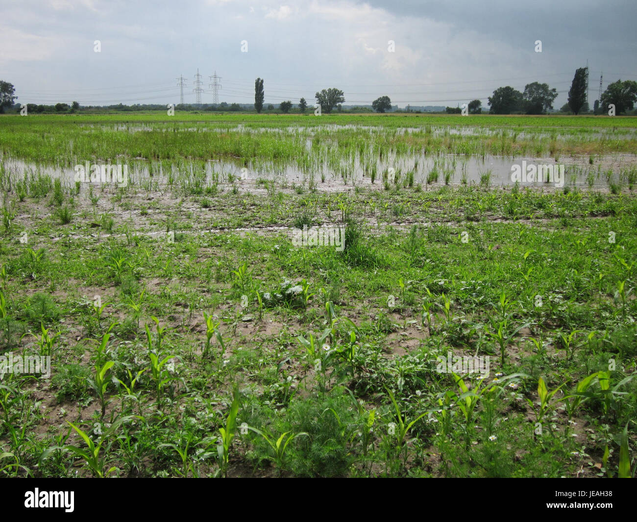 The field at Hockenheimer Rheinbogen is a natural area located along ...