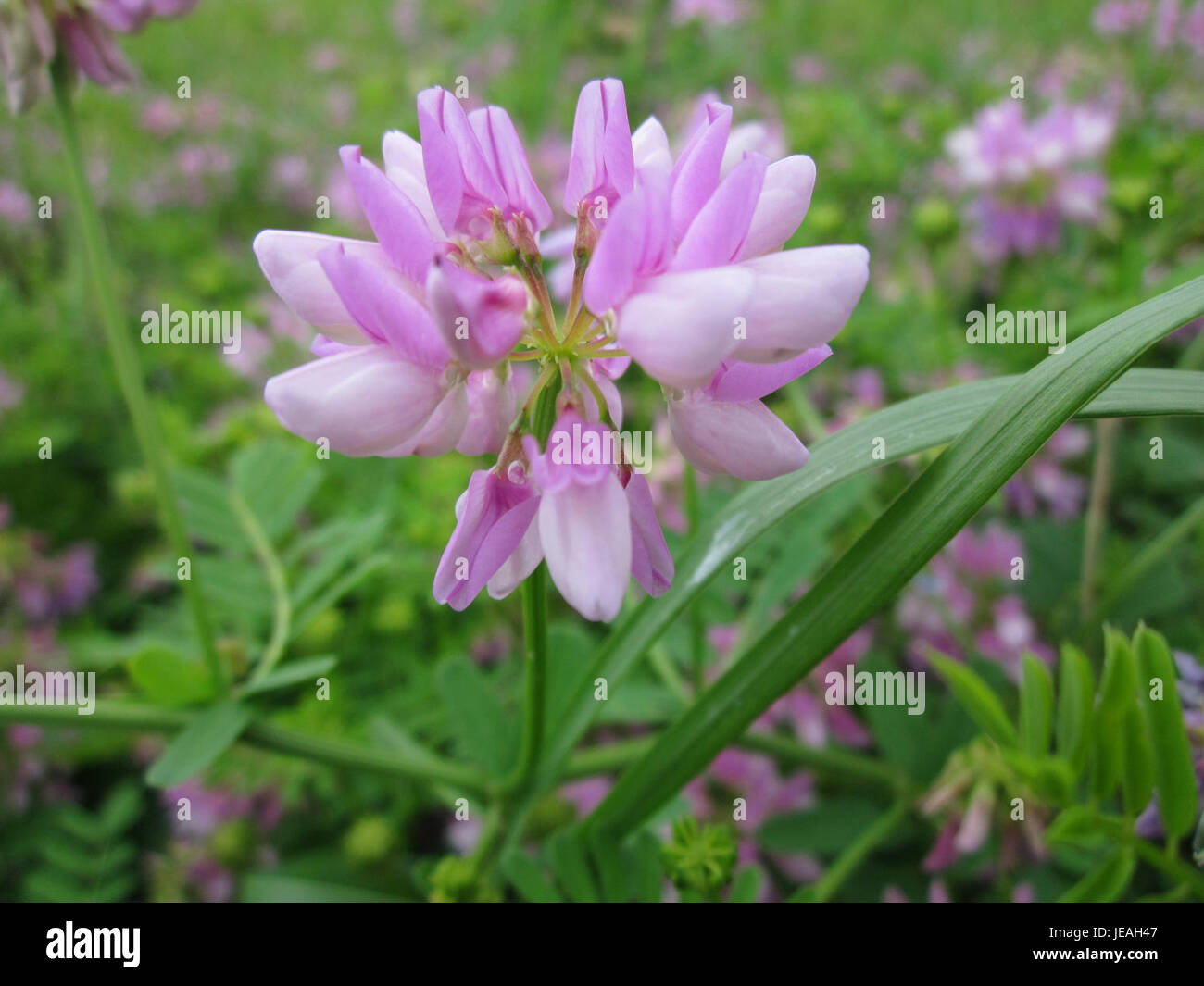 Aerial view of the Hockenheimer Rheinbogen, showing the curves of the ...