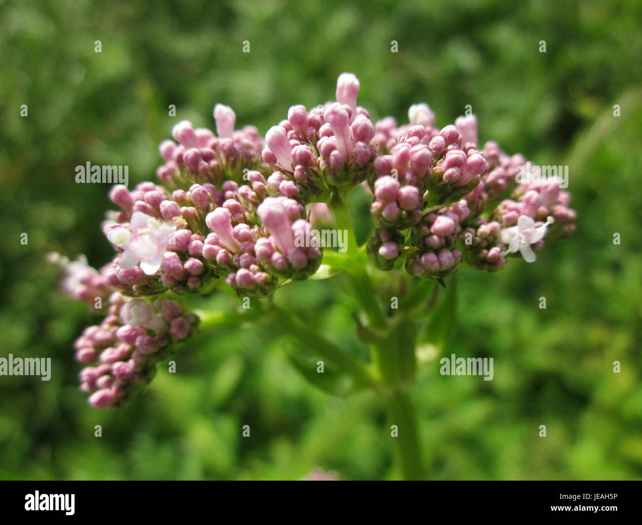 Baldrian, commonly known as valerian, is a plant used for its calming ...