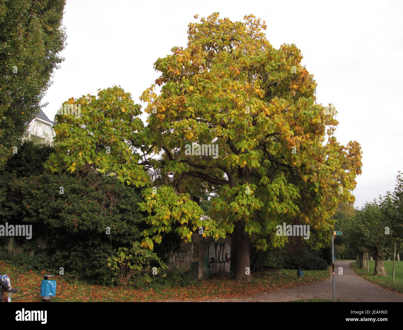 Catalpa bignonioides, commonly known as the southern catalpa, is a ...