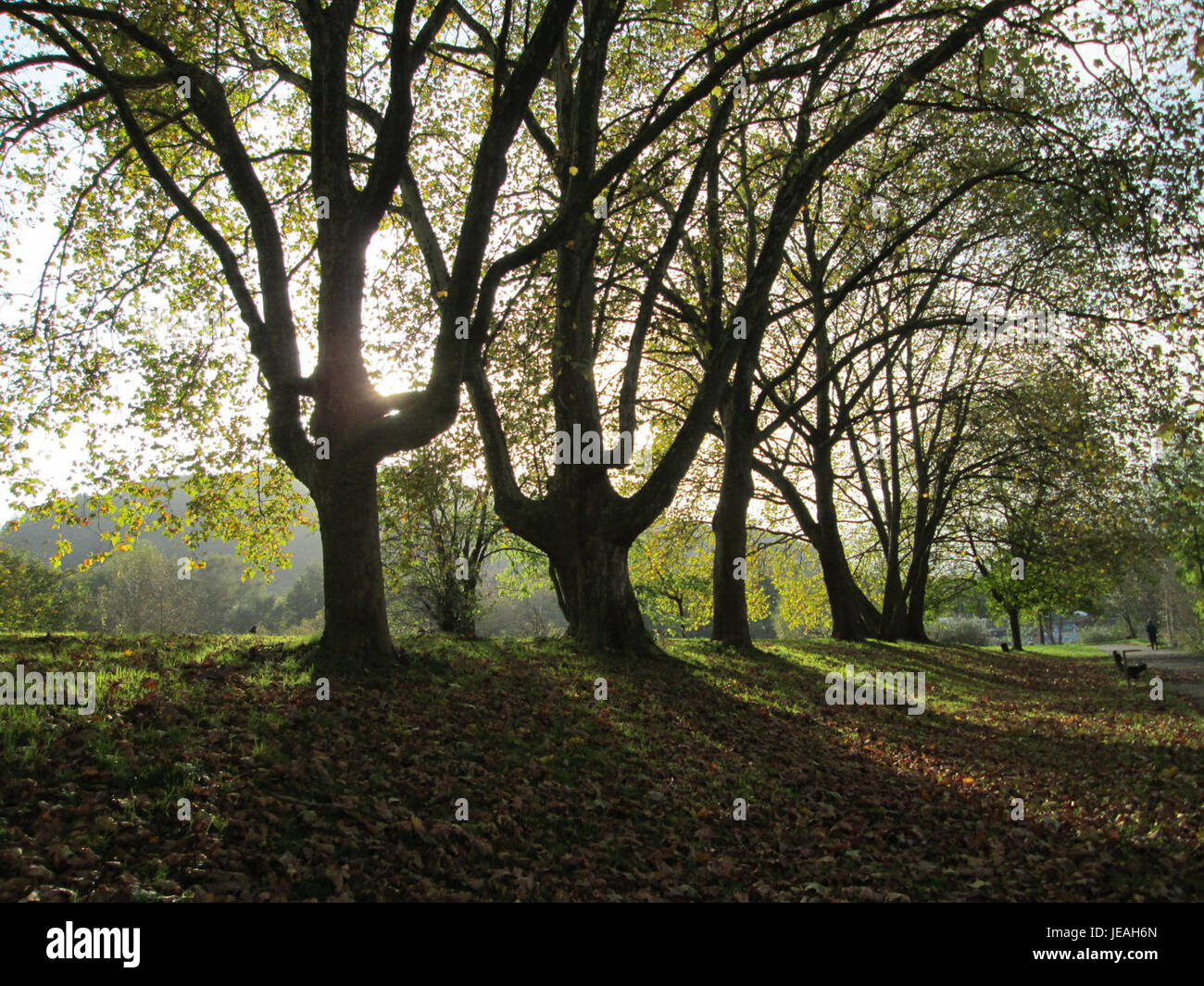A photograph taken on October 23, 2014, showcasing a plane tree ...