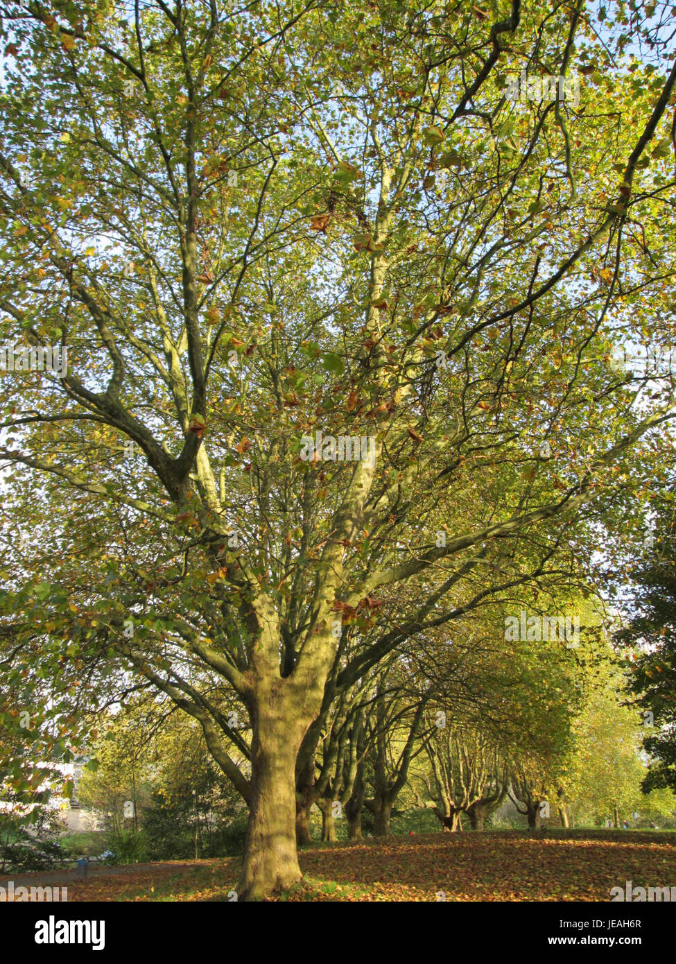 This image depicts a Platanus tree along the Saar River, highlighting ...