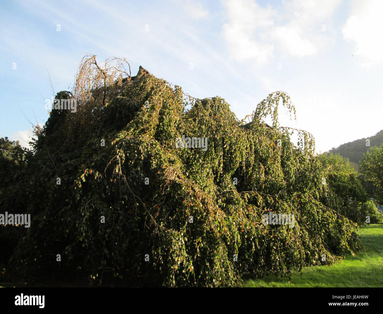 Fagus sylvatica Pendula, commonly known as the weeping beech, is a ...