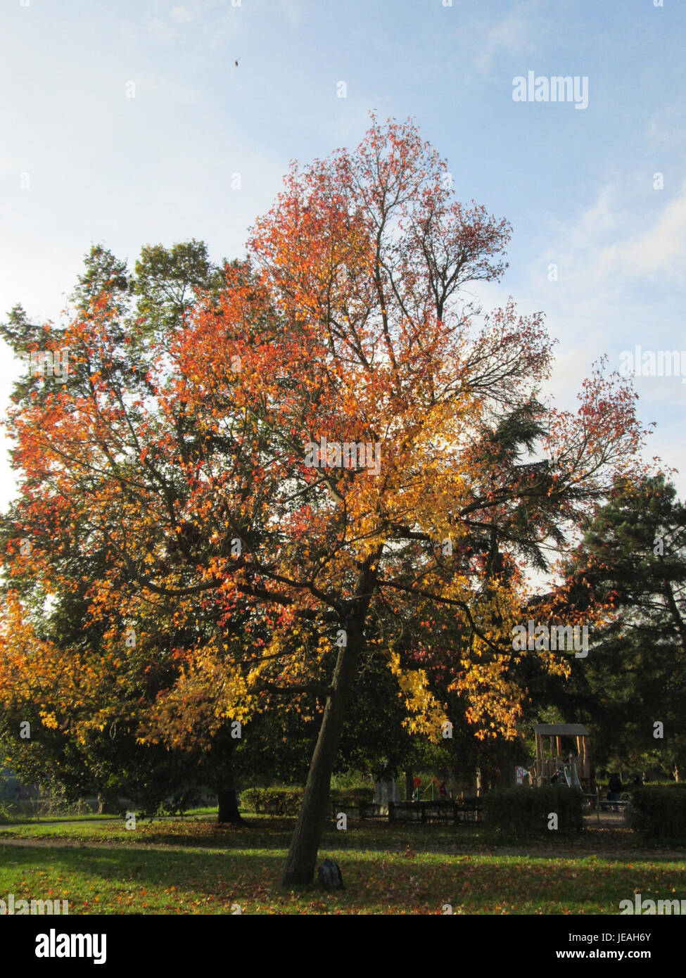 Liquidambar styraciflua, commonly known as sweetgum, is a deciduous ...