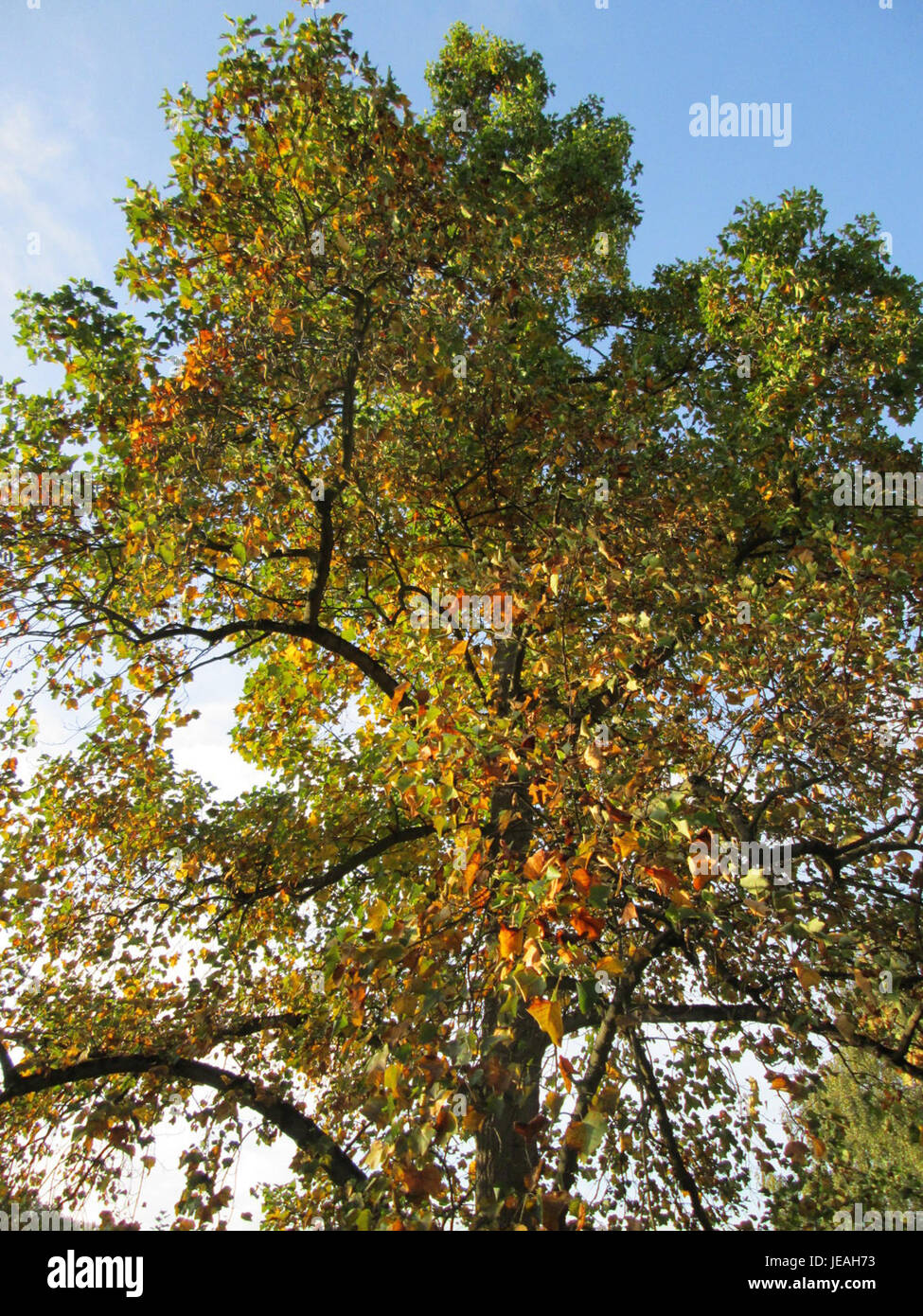 Liriodendron tulipifera, commonly known as the tulip tree, is a large ...