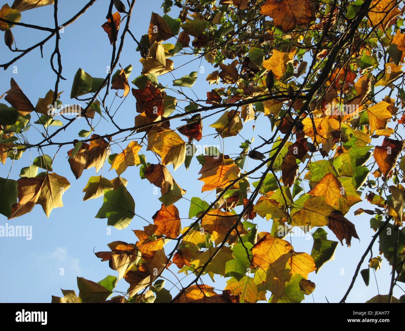 Liriodendron tulipifera, commonly known as tulip tree, displays its ...