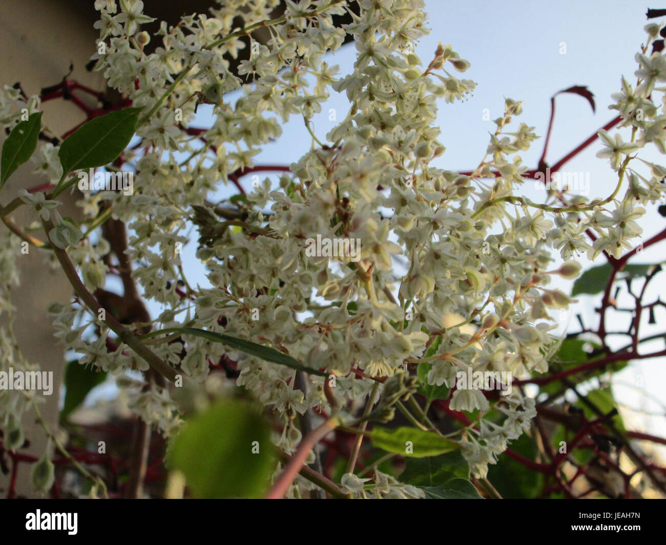 Fallopia baldschuanica, also known as Russian vine, is a fast-growing ...