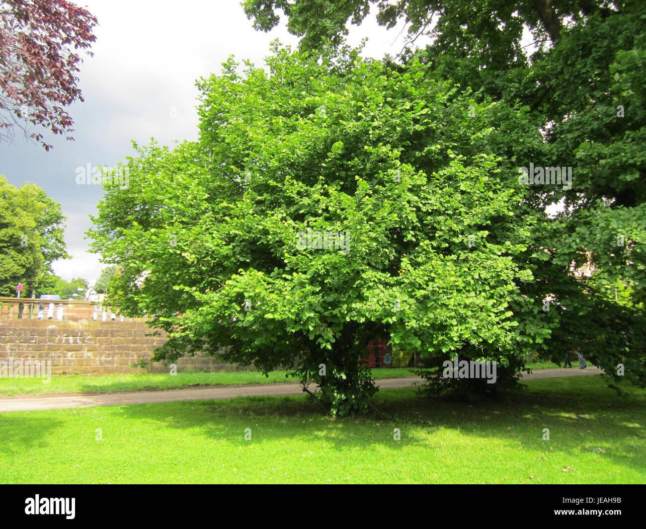 Harvesting deciduous forests hi-res stock photography and images - Alamy