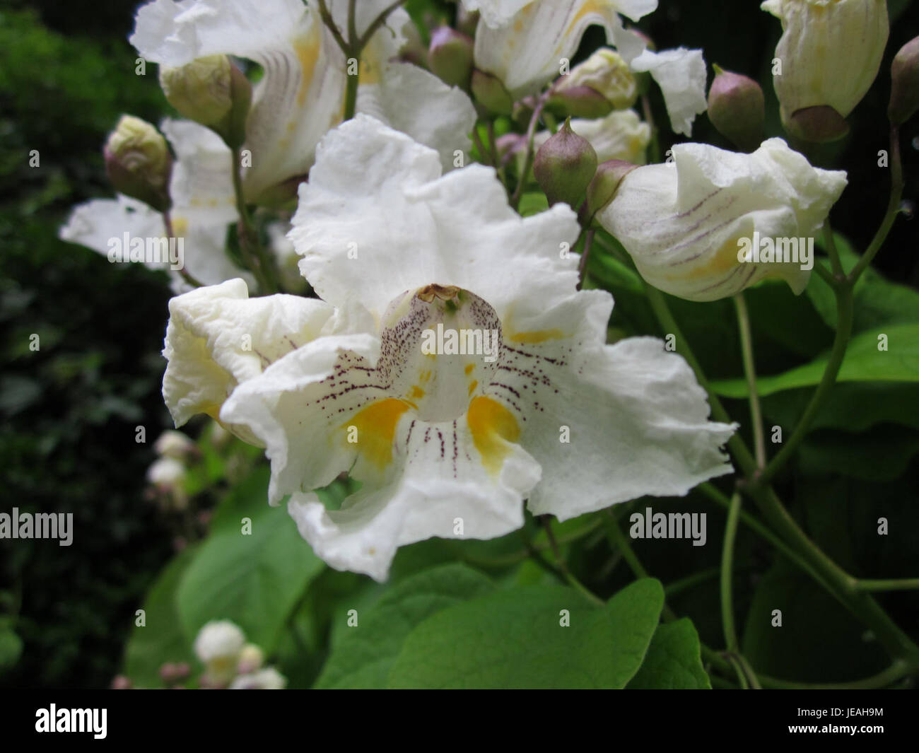 Catalpa bignonioides tree flowers hi-res stock photography and images ...