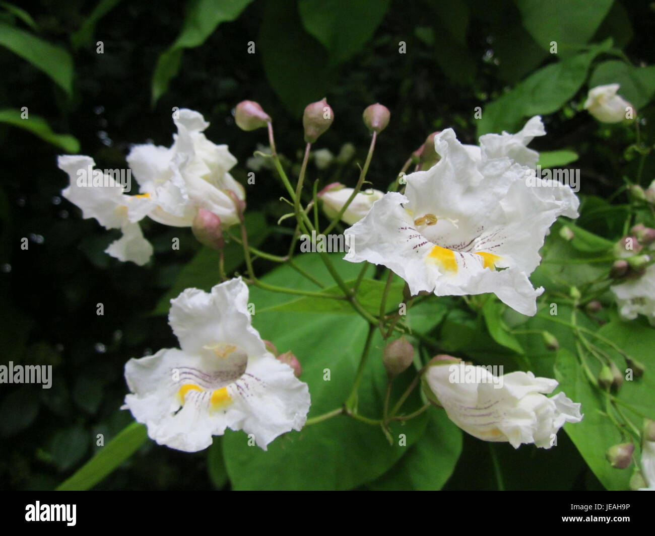 The Trompetenbaum (Trumpet Tree) is a species of flowering tree native ...