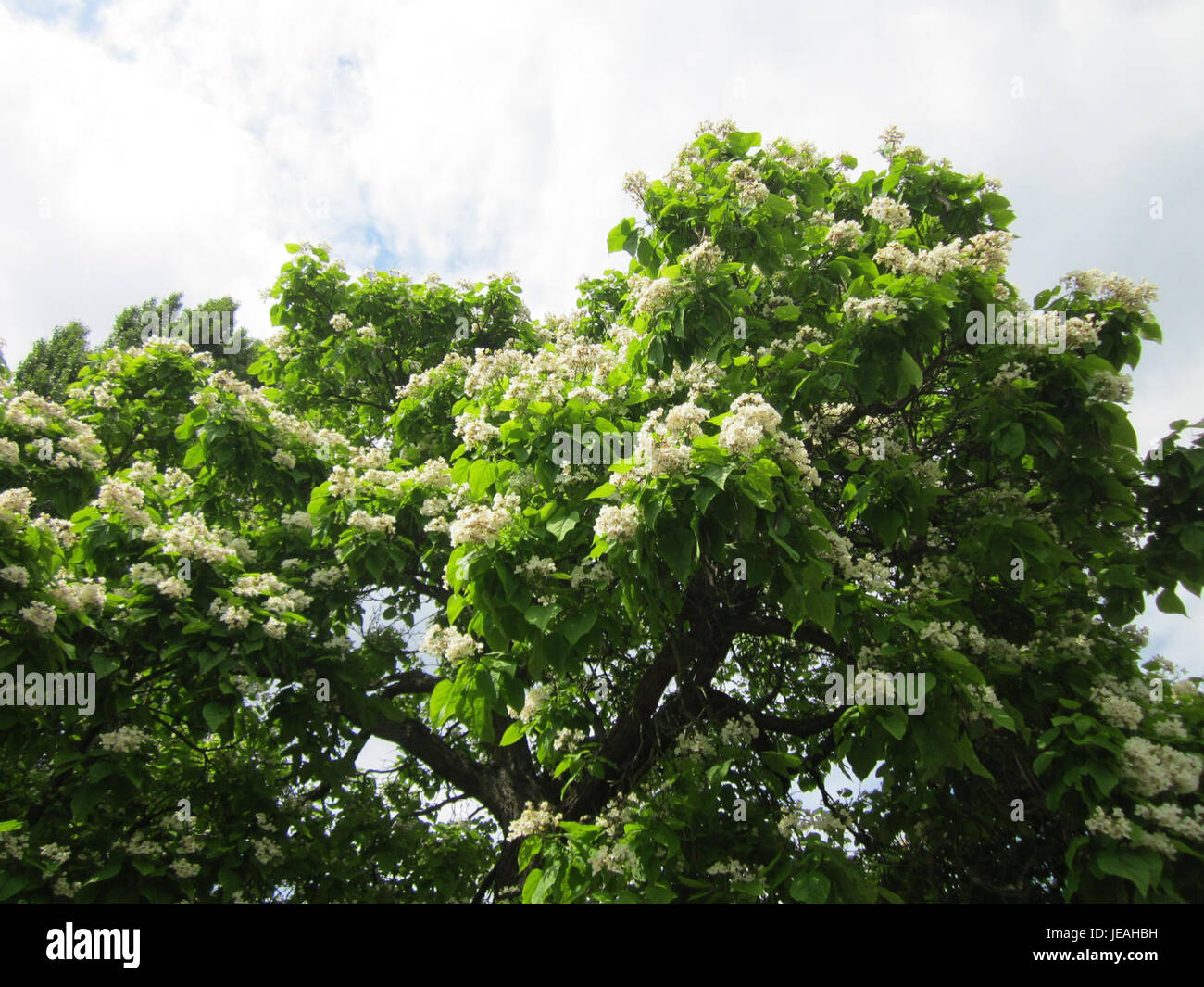 Catalpa bignonioides flower hi-res stock photography and images - Alamy