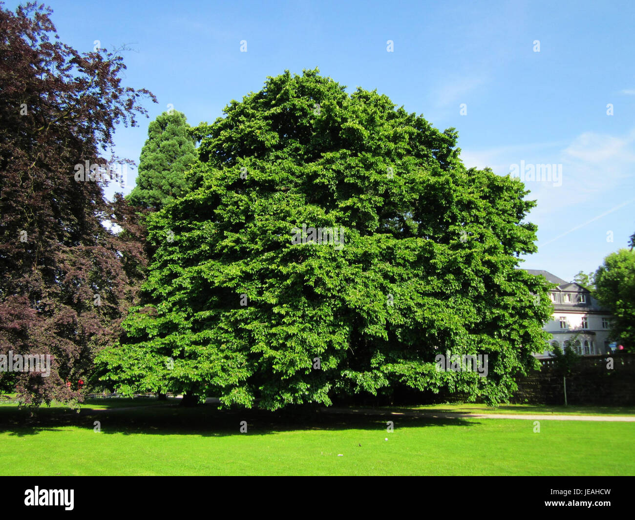 'Baumhasel' refers to a species of hazel tree. The image documents the ...