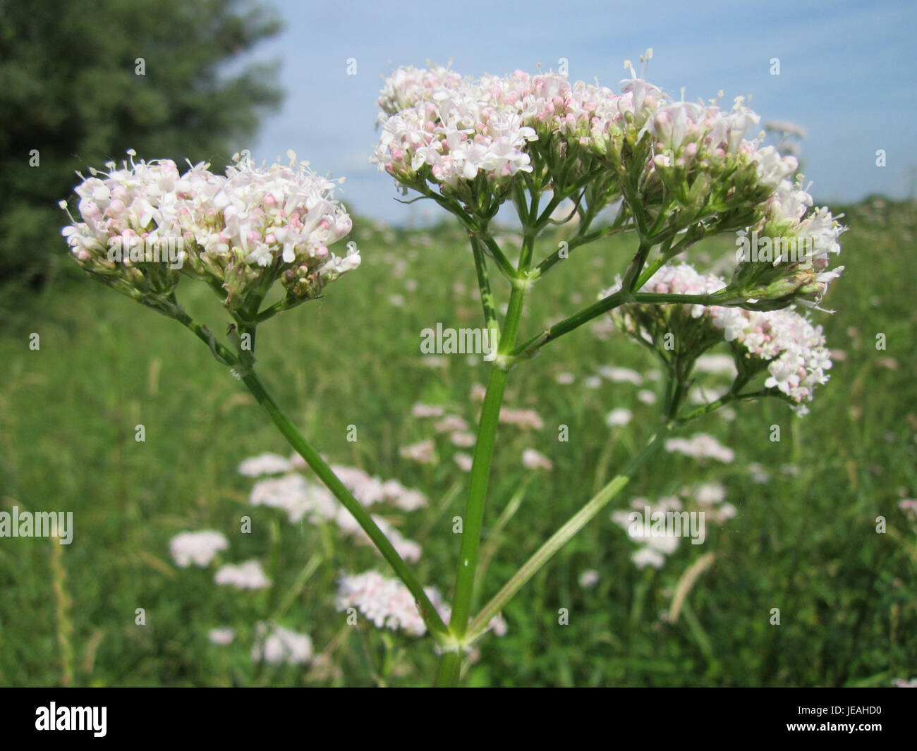 This image features a *Baldrian* plant, also known as valerian ...