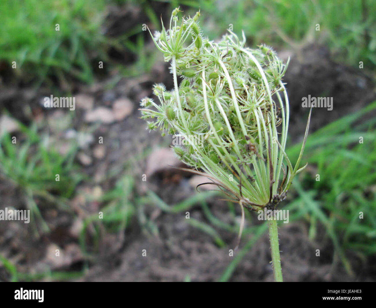 Daucus carota, commonly known as wild carrot or Queen Anne’s lace, is a ...