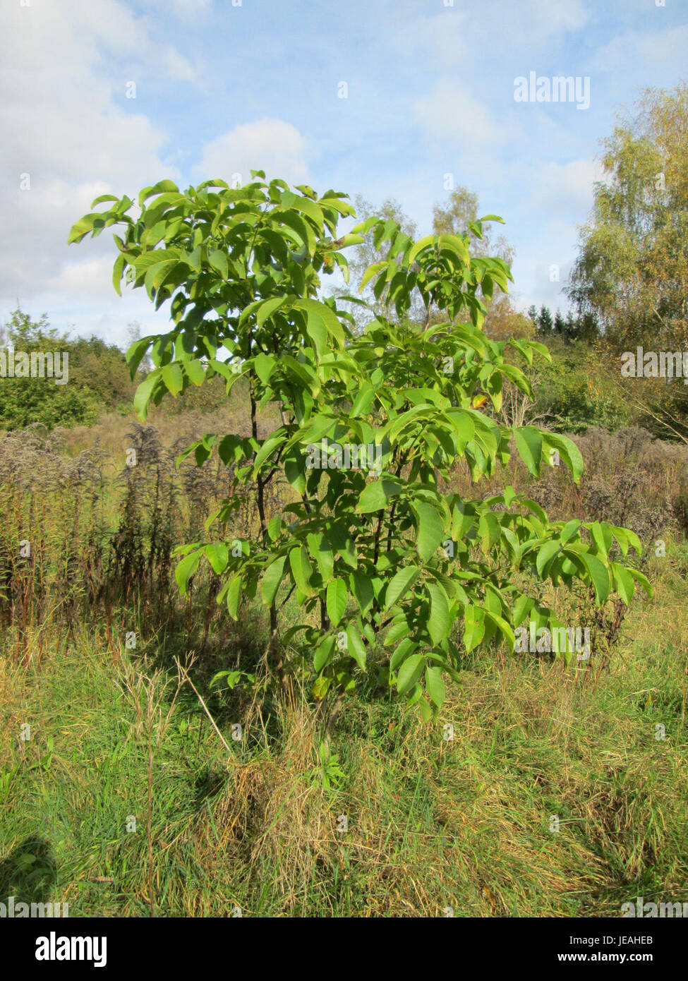 Juglans regia, commonly known as the English walnut, is a deciduous ...