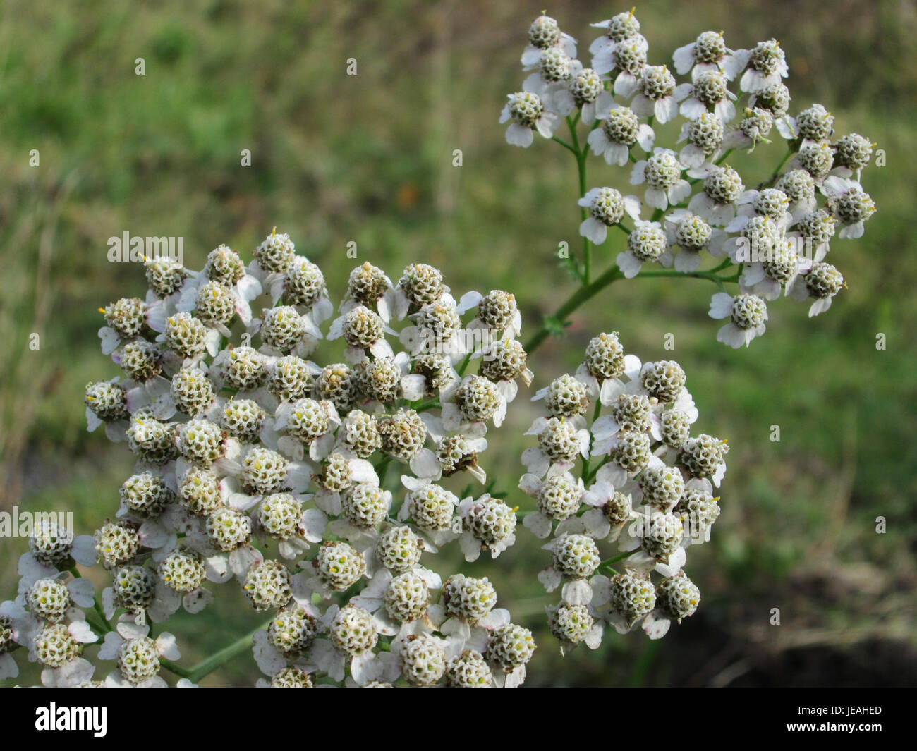 Achillea millefolium, commonly known as yarrow, is a flowering plant in ...